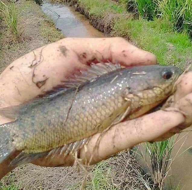 Rahsia Ikan Puyu. Secret & Myth Of Anabas testudineus Fish. | stoɾiesoftm