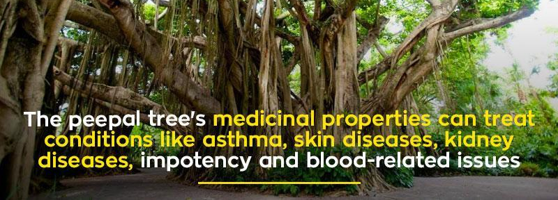 Fascinating Facts of Arasa Maram The King Of Trees | stoɾiesoftm