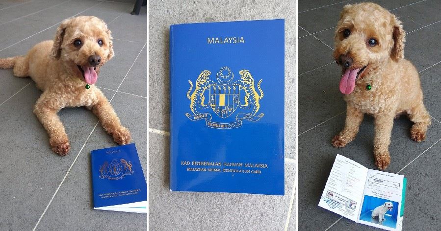 Register Your Pet An Animal Passport And Bring Them Along On Travels ...